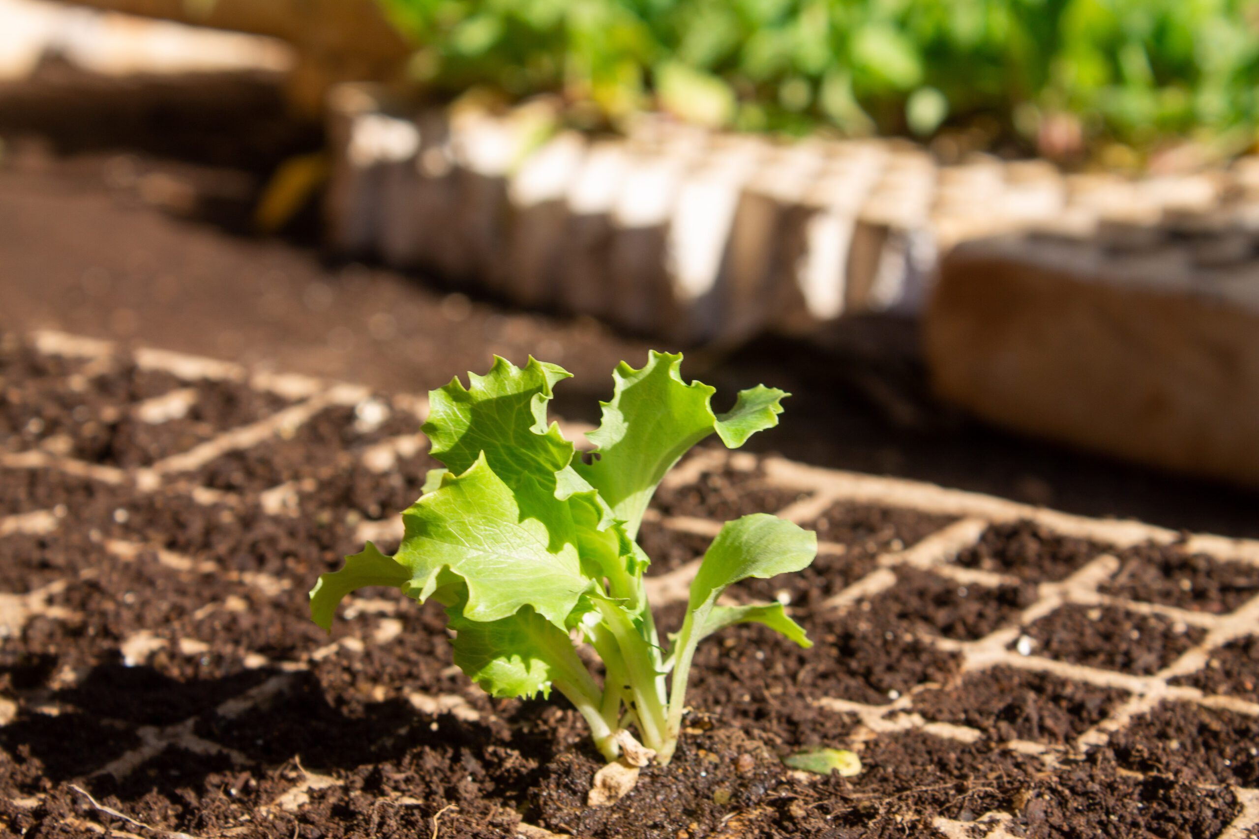 Gallery – Seedlings On 44 Nursery