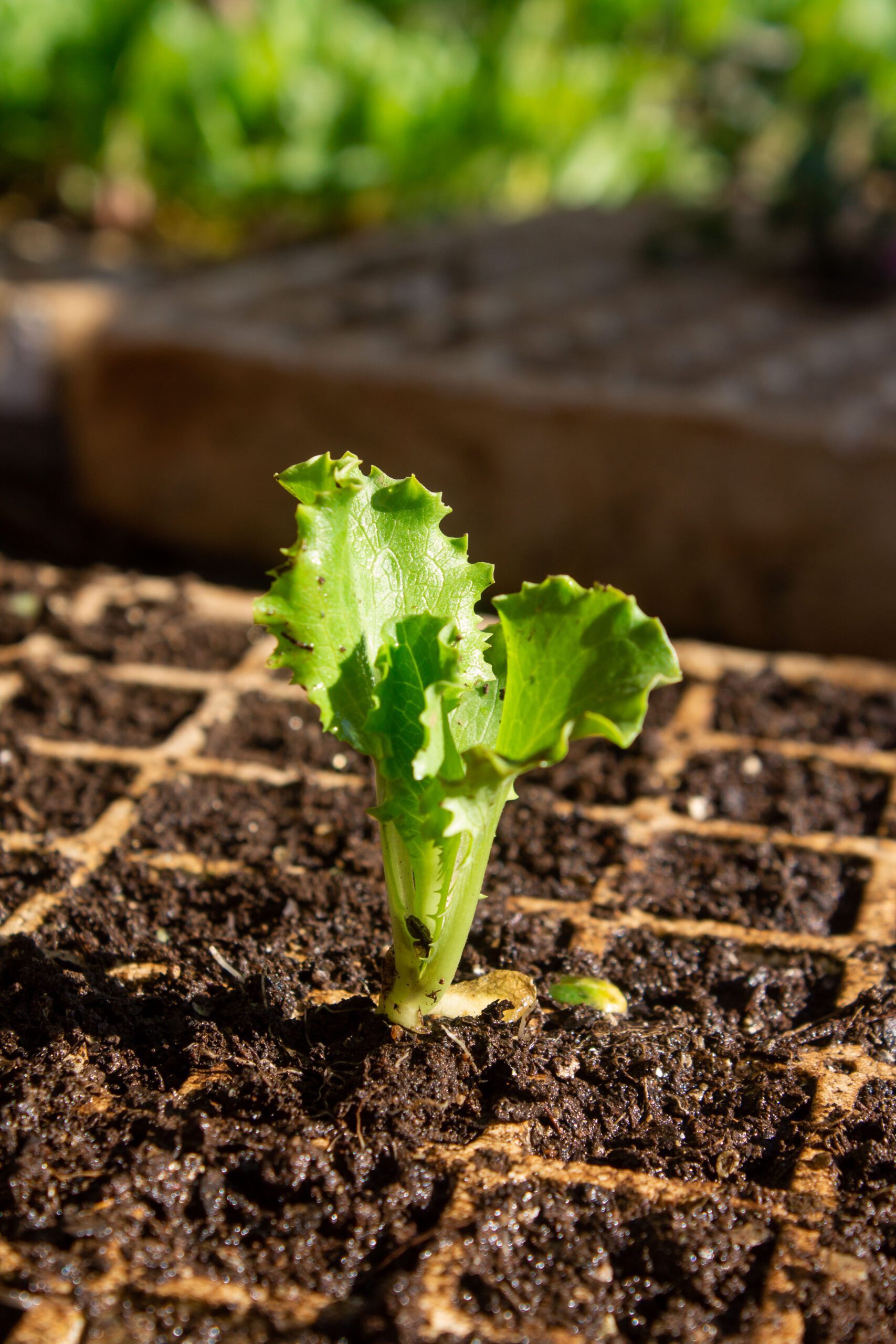 Gallery – Seedlings On 44 Nursery