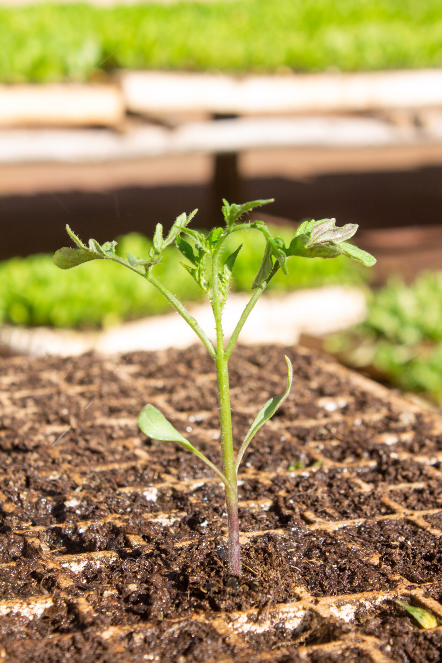 Gallery – Seedlings On 44 Nursery