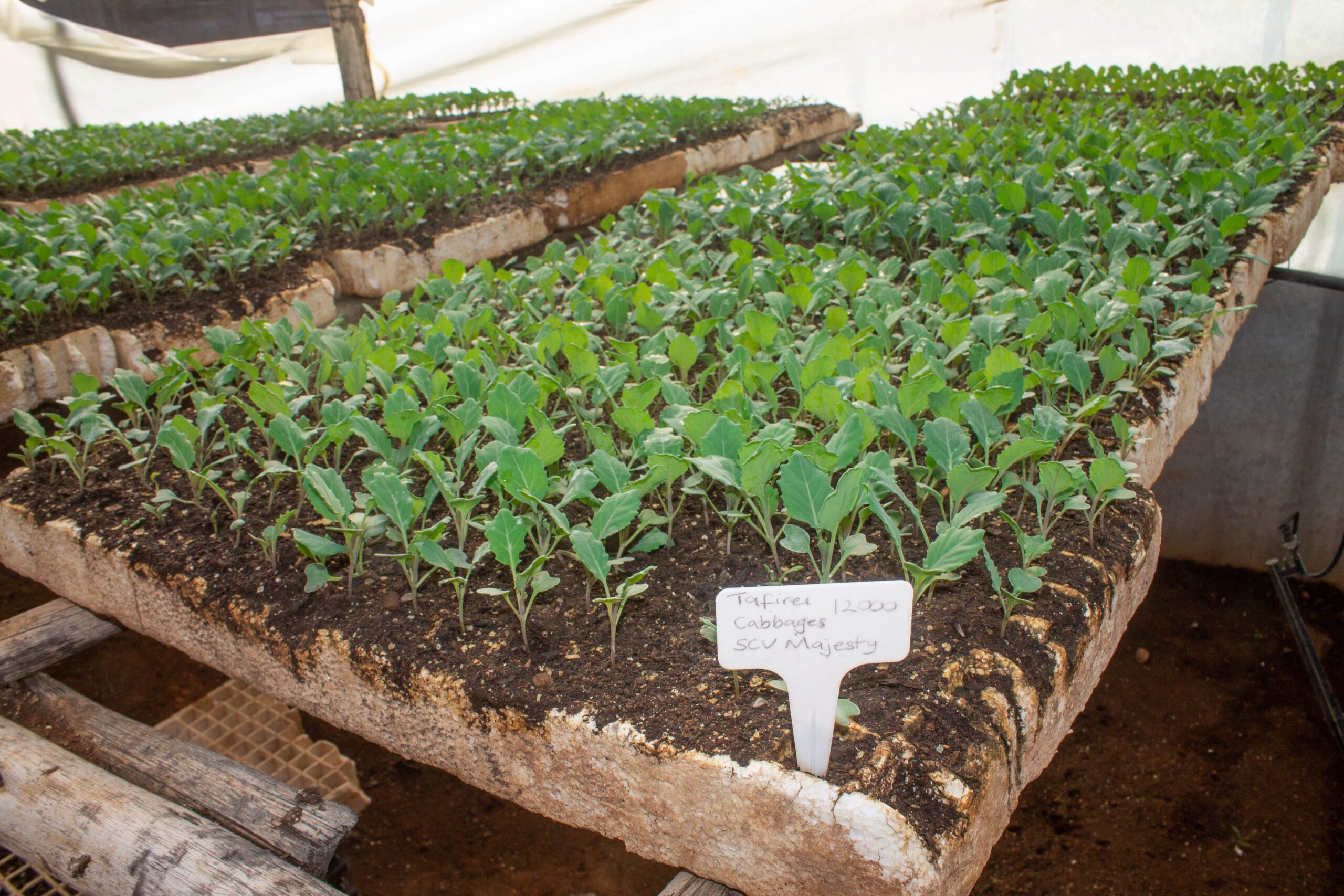 Gallery – Seedlings On 44 Nursery
