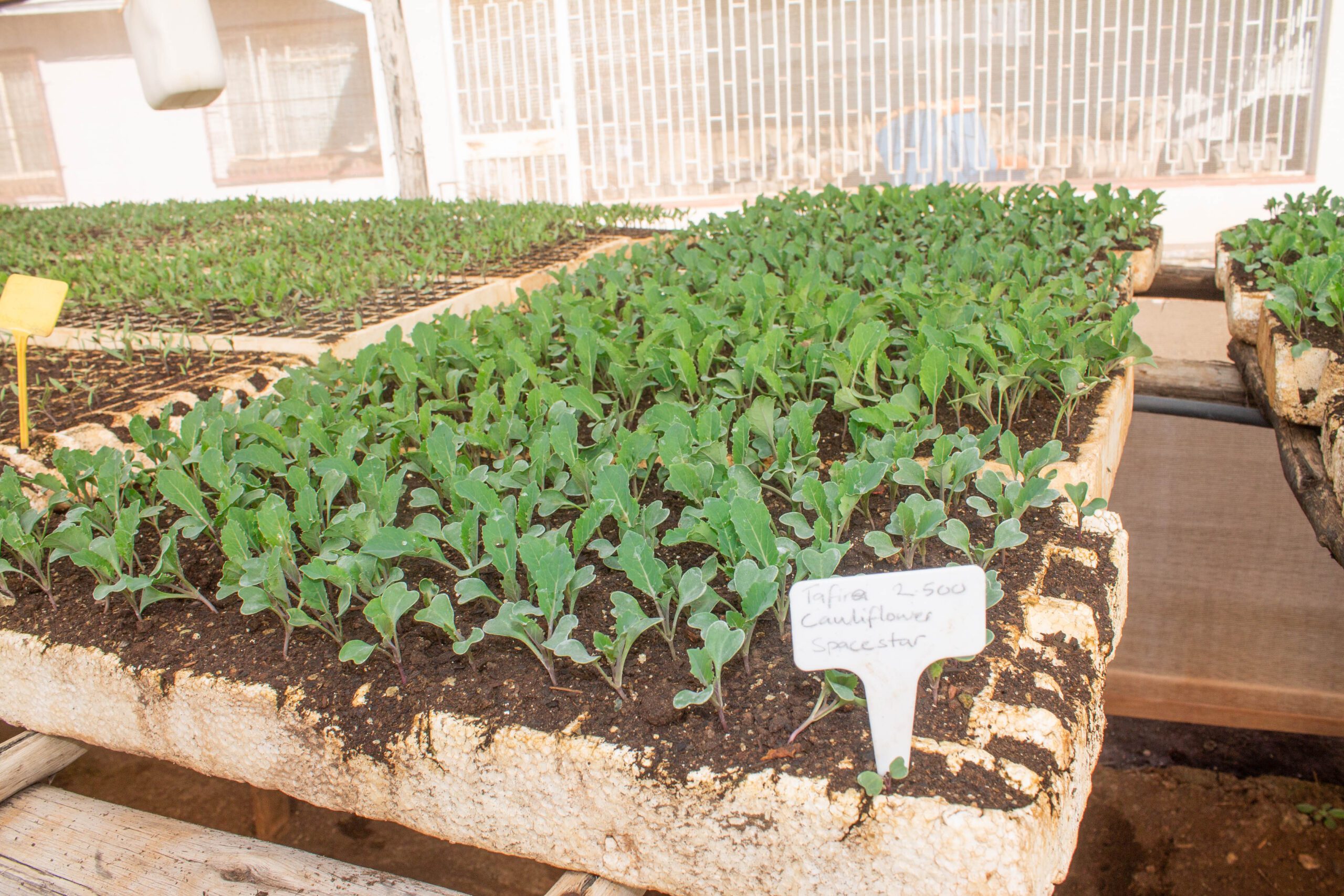 Gallery – Seedlings On 44 Nursery