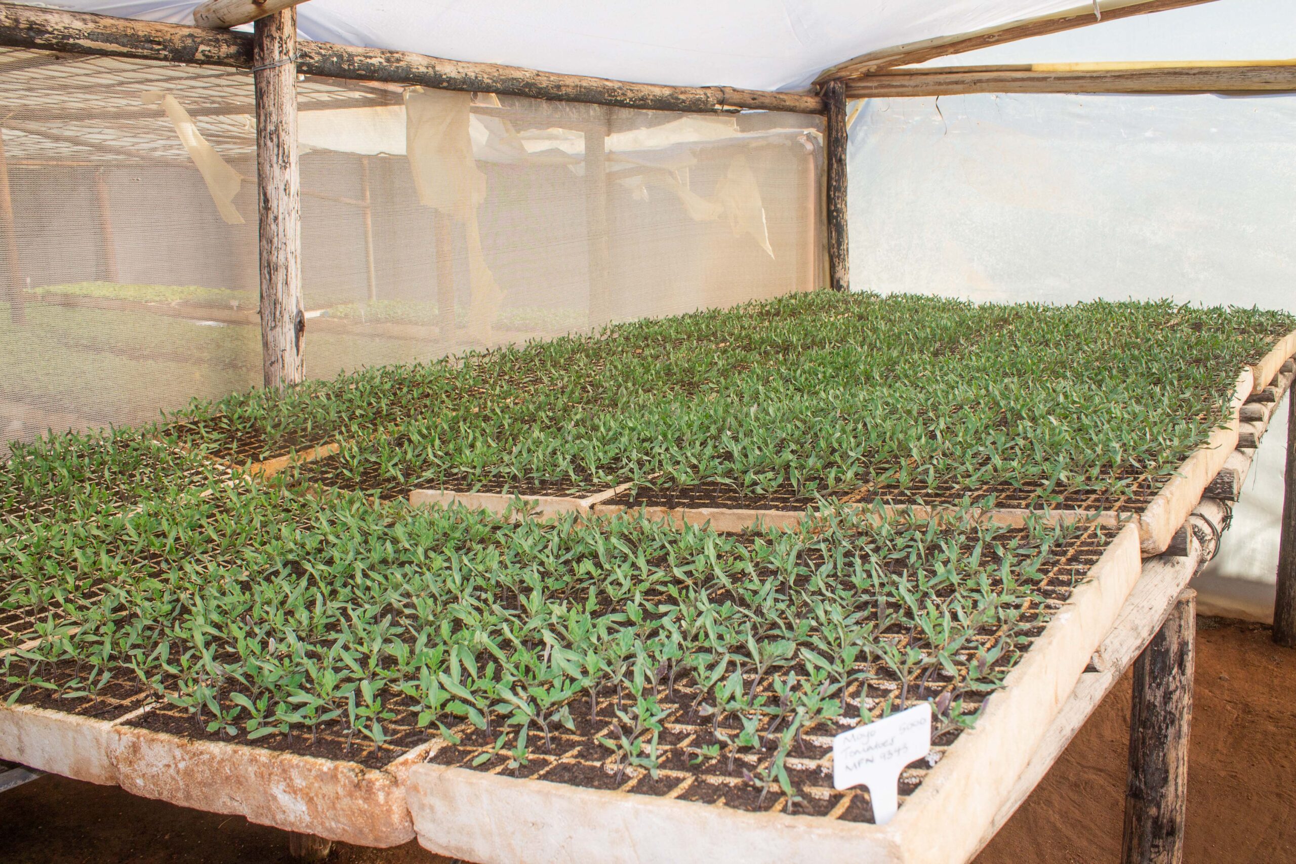 Gallery – Seedlings On 44 Nursery