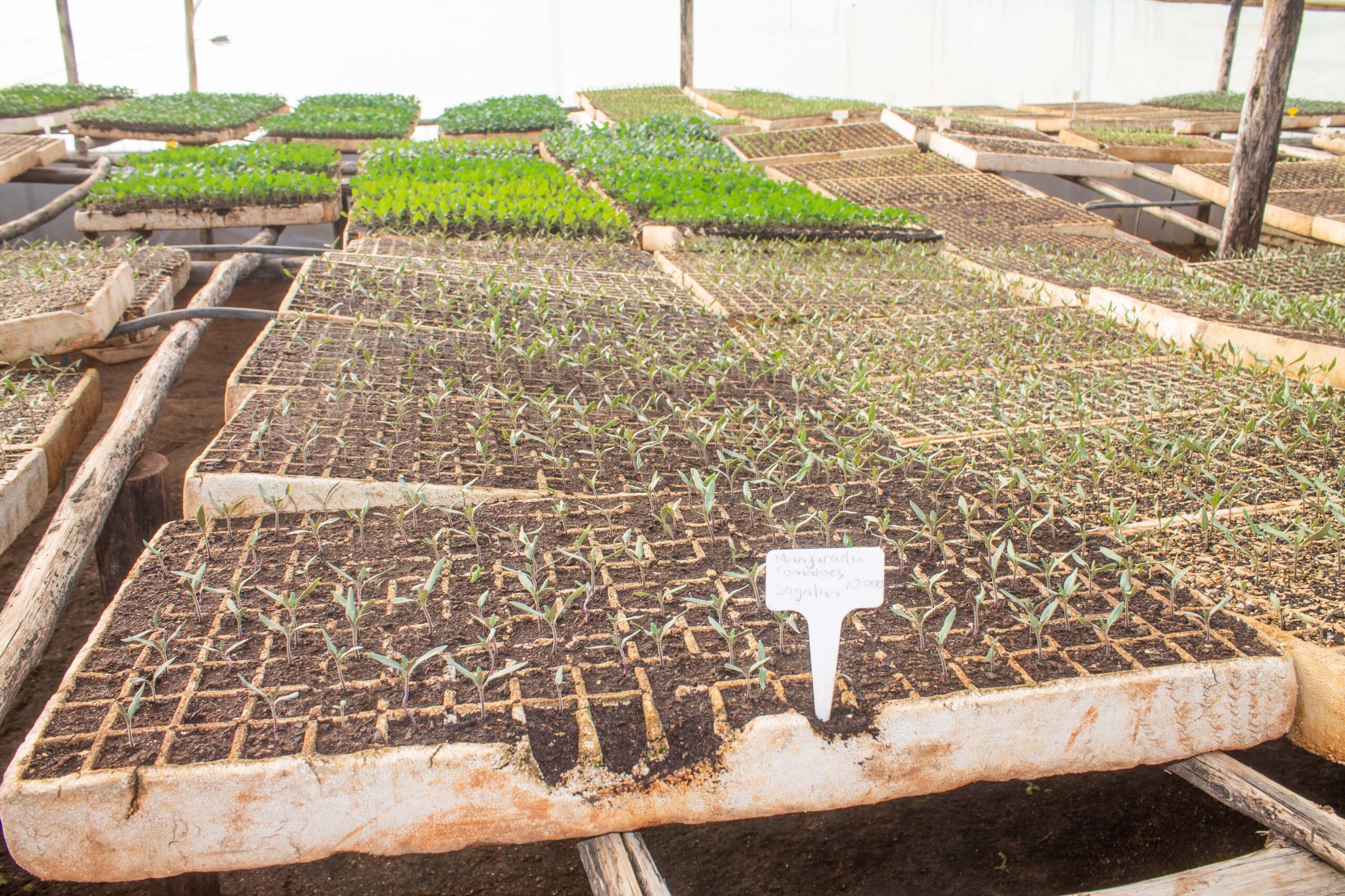 Gallery – Seedlings On 44 Nursery
